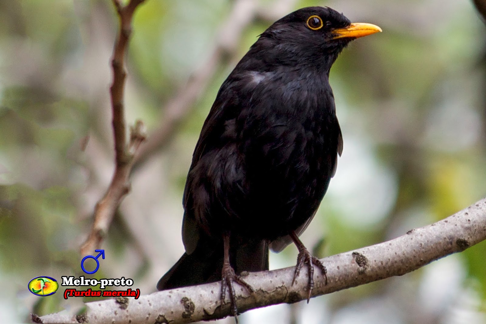 ORNITOLOGIA: Melro-preto (Turdus merula)